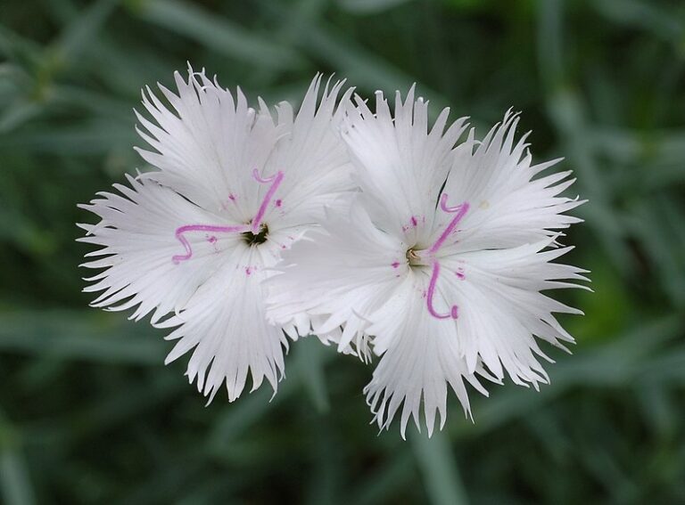 Top 10 Flowers That Symbolize Loss - Give Me History