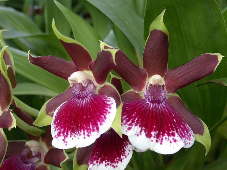 Top 10 Flowers That Symbolize Fertility - Give Me History