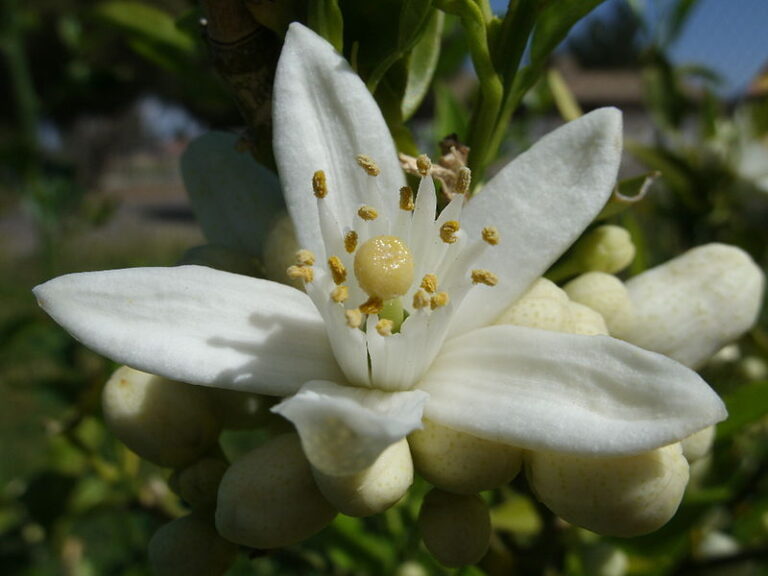 Top 8 Flowers That Symbolize Faith - Give Me History