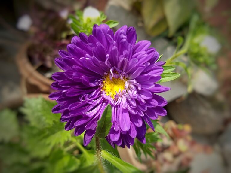 Top 10 Flowers That Symbolize Forgiveness - Give Me History