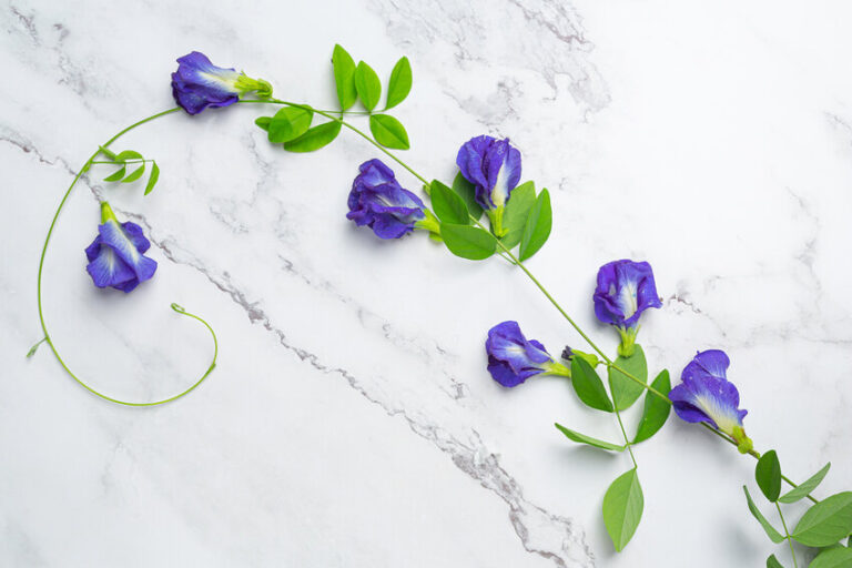 Top 10 Flowers That Symbolize Fertility - Give Me History