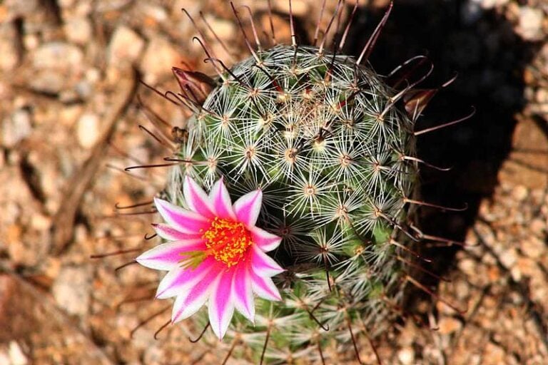 Top 9 Flowers That Symbolize Courage - Give Me History