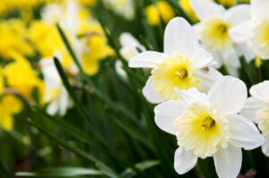 Top 10 Flowers That Symbolize Forgiveness - Give Me History