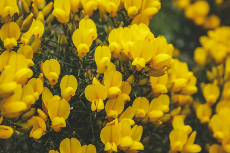 Top 10 Flowers That Symbolize Fertility - Give Me History