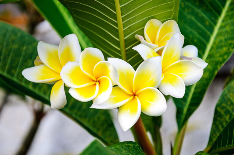 Top 10 Flowers That Symbolize Fertility - Give Me History