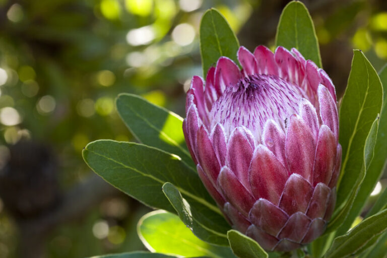 Top 9 Flowers That Symbolize Courage - Give Me History