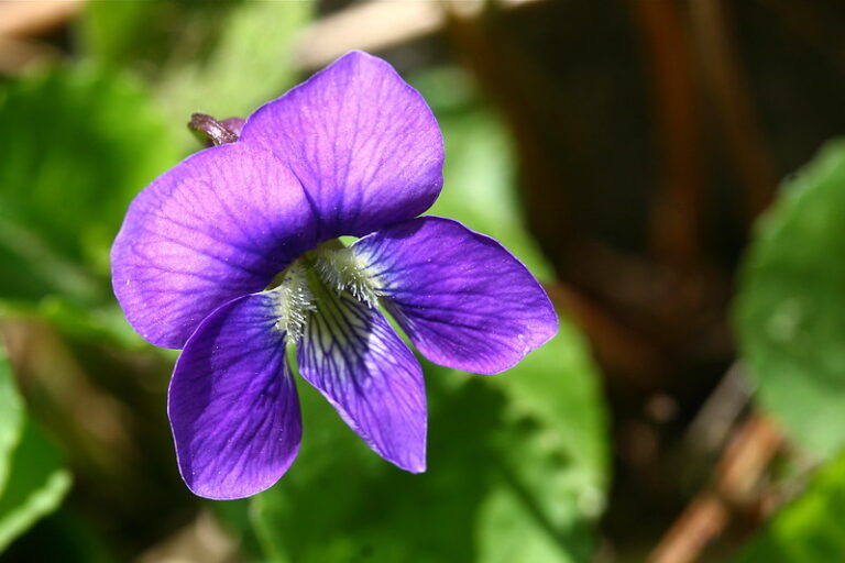 Top 10 Flowers That Symbolize Forgiveness - Give Me History