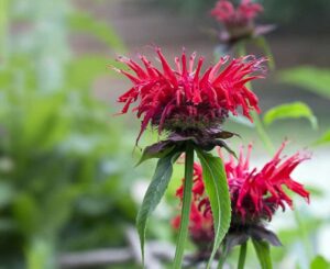 Top 9 Flowers That Symbolize Wealth - Give Me History