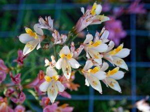 Top 9 Flowers That Symbolize Wealth - Give Me History