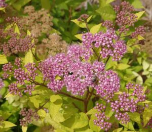 Top 9 Flowers That Symbolize Wealth - Give Me History