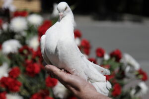 What Does a White Dove Symbolize? (Top 18 Meanings) - Give Me History
