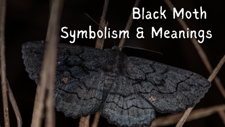 Exploring the Symbolism of Black Moths (Top 16 Meanings) - Give Me History