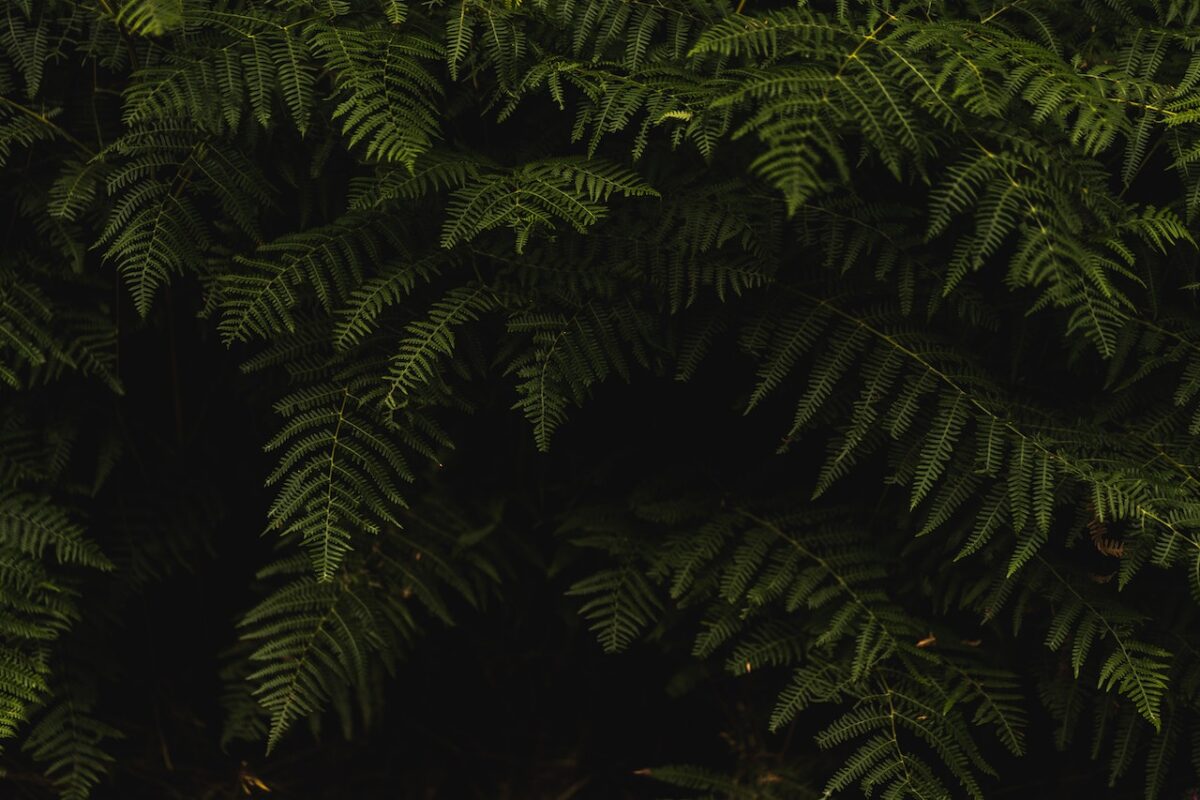 Fern Symbolism (Top 6 Meanings) - Give Me History