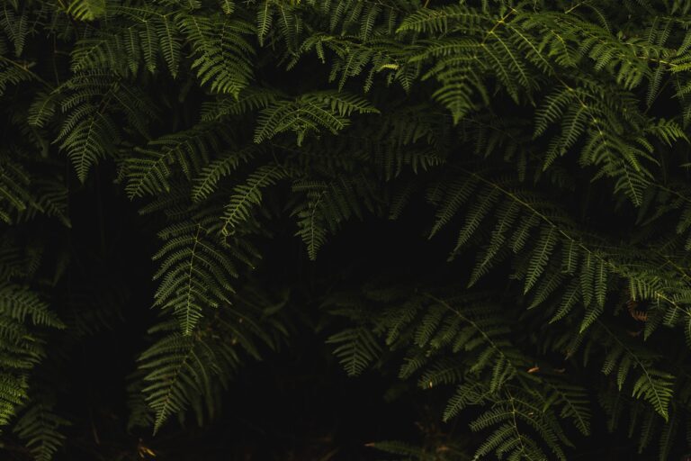 Fern Symbolism (Top 6 Meanings) - Give Me History