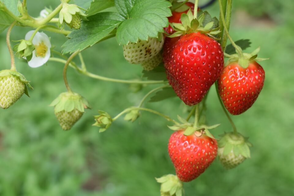 Strawberry Symbolism (Top 11 Meanings) - Give Me History