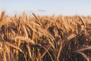 The Symbolism of Wheat (Top 14 Meanings) - Give Me History