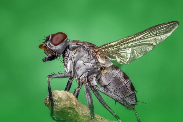 The Symbolism of Flies (Top 12 Meanings) - Give Me History