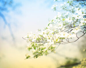 Dogwood Tree Symbolism (Top 8 Meanings) - Give Me History