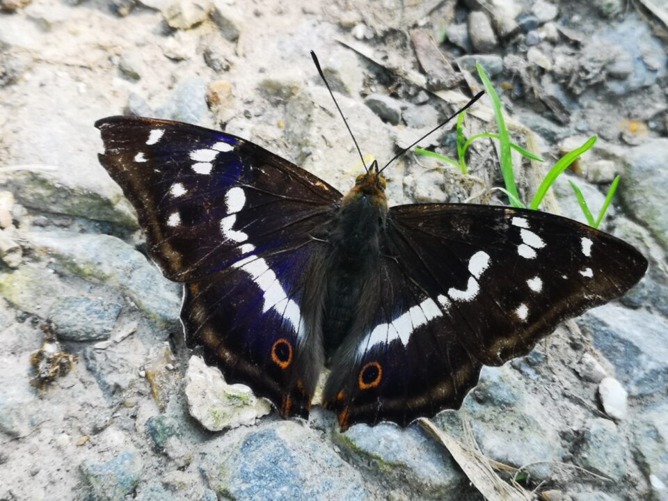 Exploring the Symbolism of Black Moths (Top 16 Meanings) - Give Me History