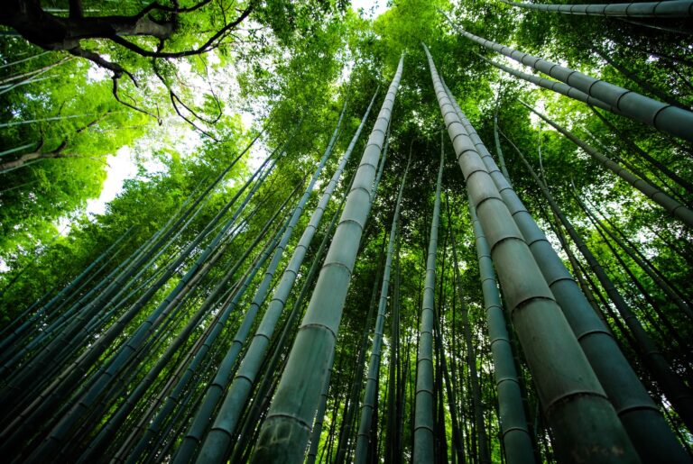 The Symbolism of Bamboo (Top 11 Meanings) - Give Me History