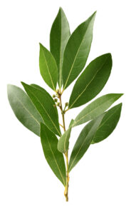 Laurel Leaf Symbolism (Top 7 Meanings) - Give Me History