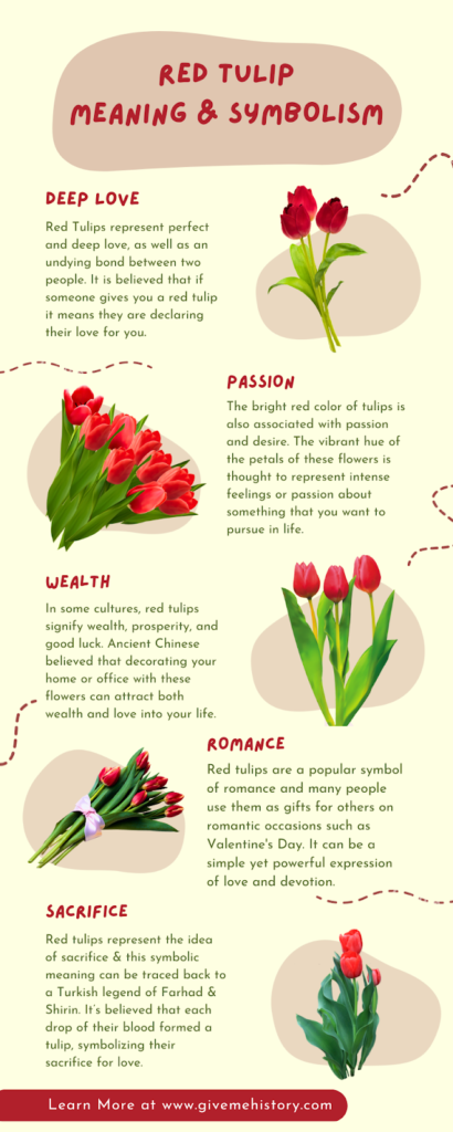 Red Tulip Symbolism (Top 13 Meanings) - Give Me History