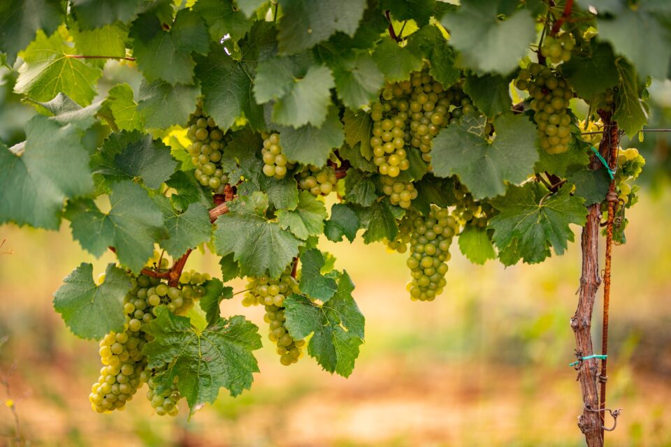 The Symbolism of Grapes (Top 8 Meanings) - Give Me History