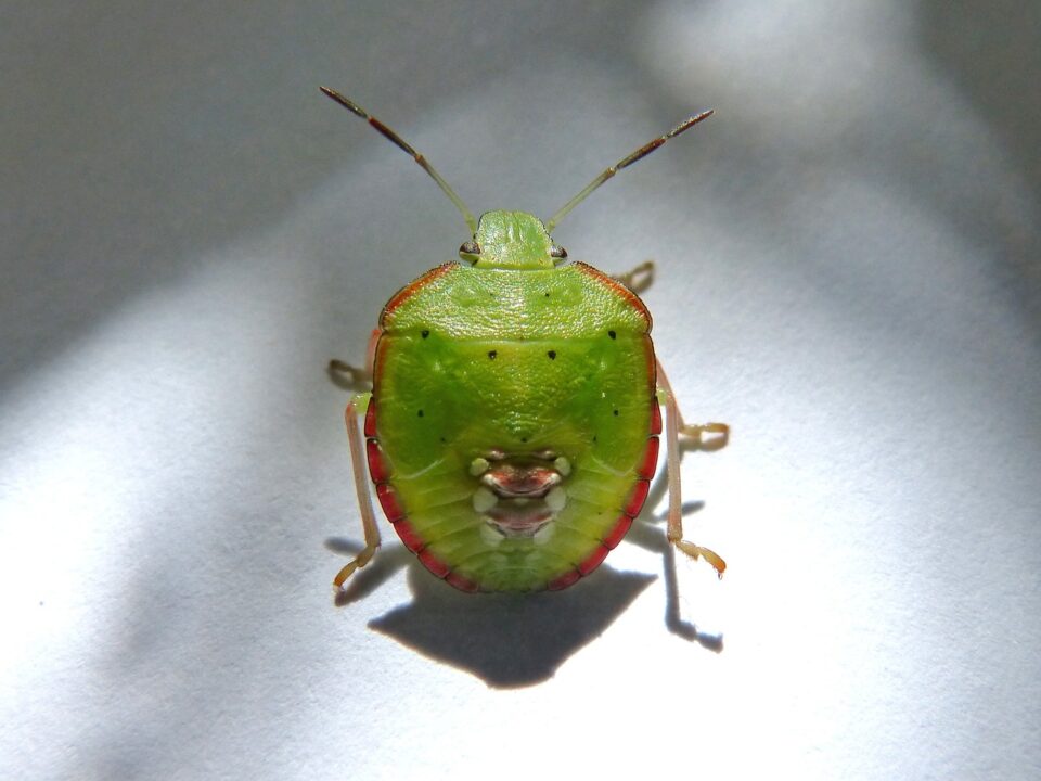 Stink Bug Spiritual Symbolism (Top 8 Meanings) - Give Me History