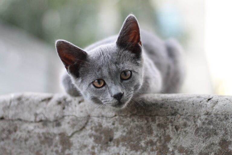 Gray Cat Spiritual Symbolism (Top 10 Meanings) - Give Me History