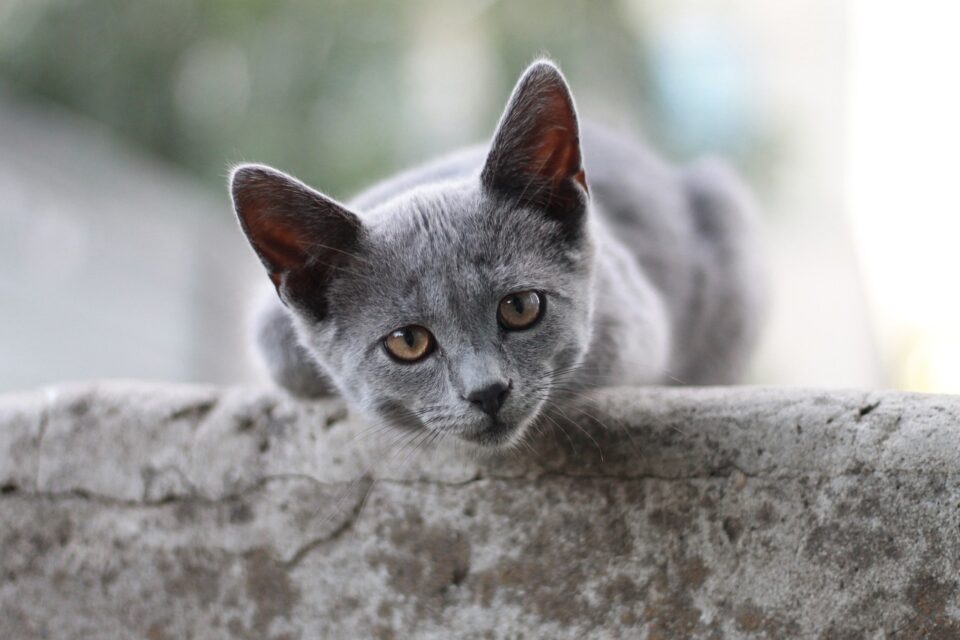 Gray Cat Spiritual Symbolism (Top 10 Meanings) - Give Me History