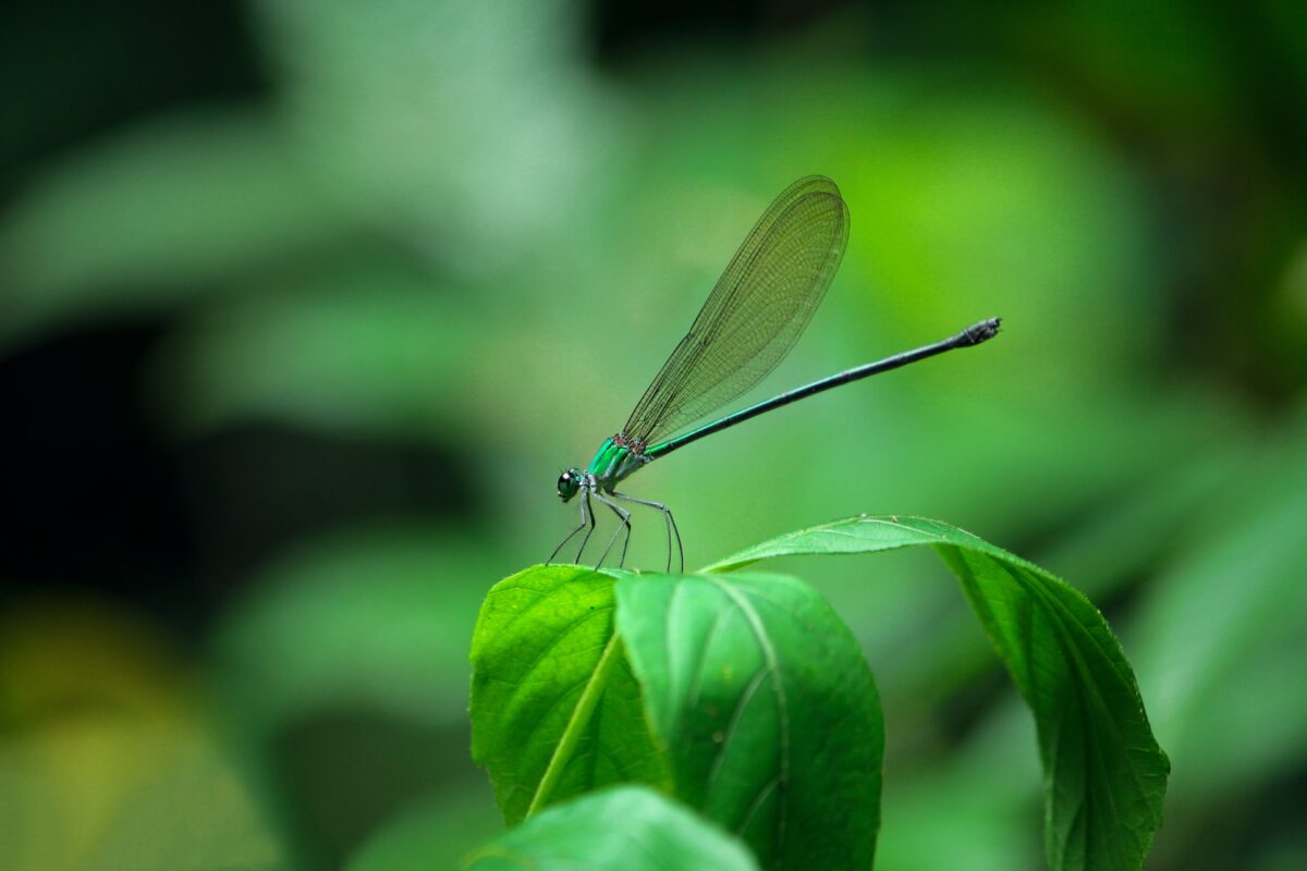 Green Dragonfly Symbolism (Top 8 Meanings) - Give Me History
