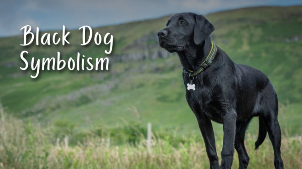 Black Dog Symbolism (Top 12 Meanings) - Give Me History