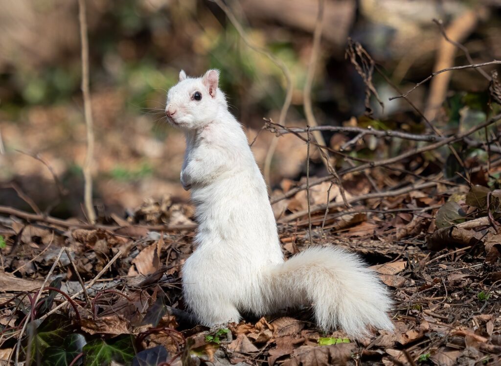 White Squirrel Symbolism (Top 9 Meanings) - Give Me History