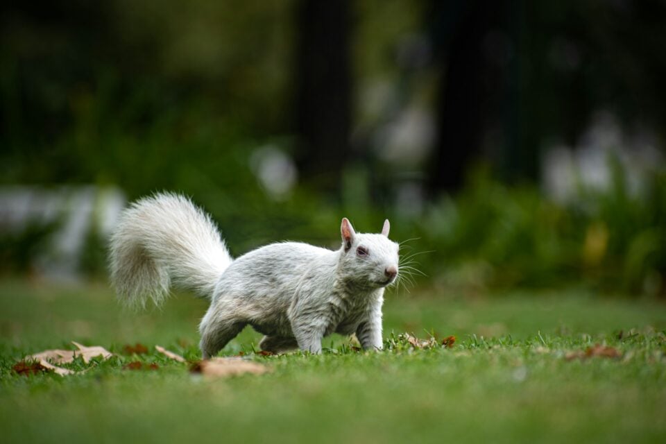 White Squirrel Symbolism (Top 9 Meanings) - Give Me History
